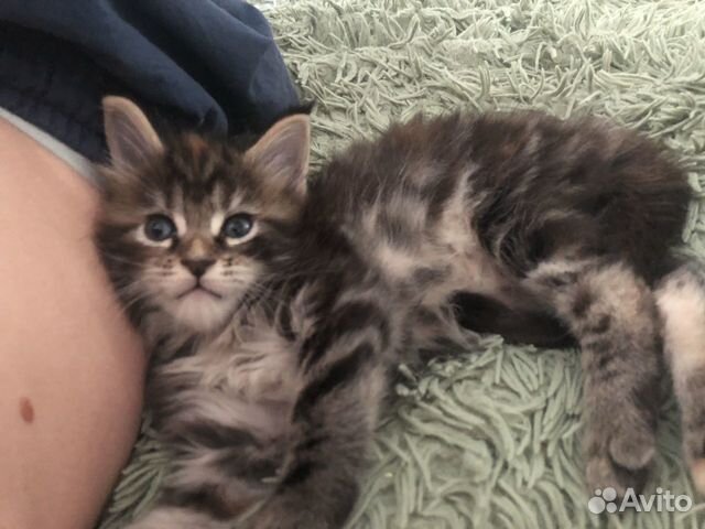 Кошечка мейнкун чистокровная