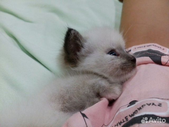 Бирманская кошечка