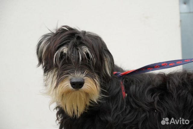 Мальта в добрые руки