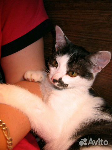 Котенок (девочка) ищет новый дом