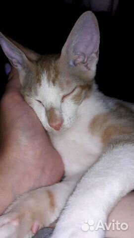 Котенок канадского и донского сфинкса