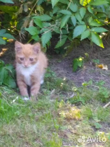 Рыжий котик