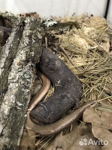 Продам веретеницу ломкую