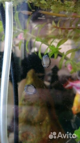 Улитки теодоксус