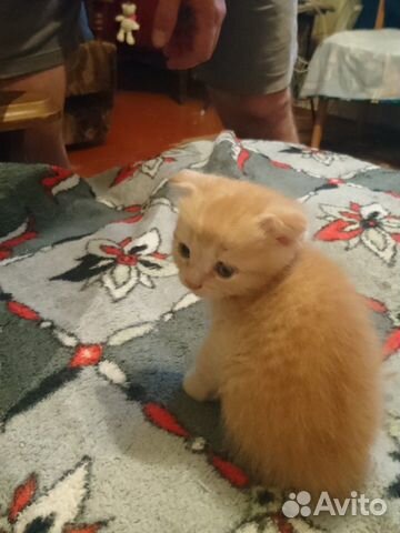 Котята ищут дом
