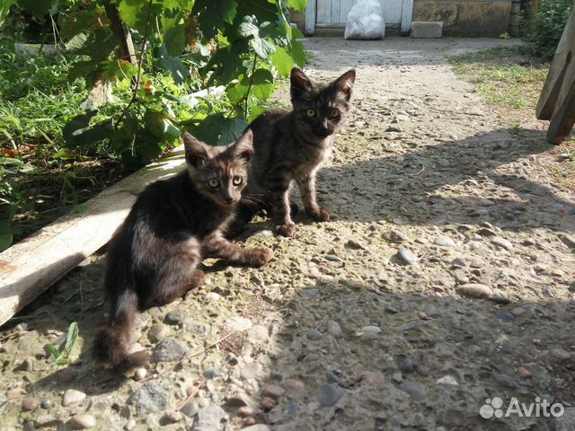 Отдам котят в заботливые руки