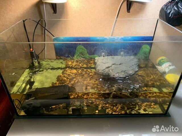 Красноухие черепахи