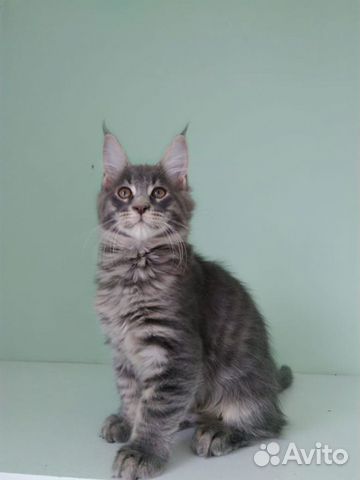 Котята Мейн кун