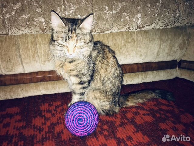 Денежная черепаховая кошечка