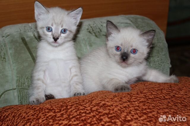 Сиамские кошечки