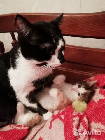 Котенок (девочка) 3 месяца, рыже-бело-коричневая