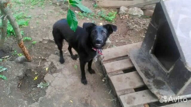 Собака-улыбака черненькая