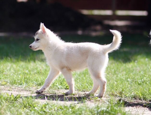 Серо-белая девочка Хаски