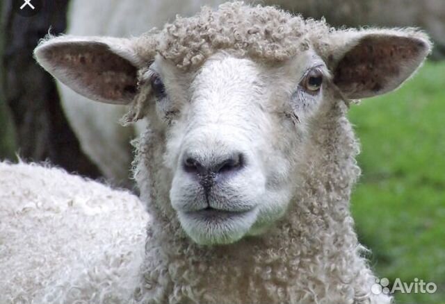 Бараны на айт