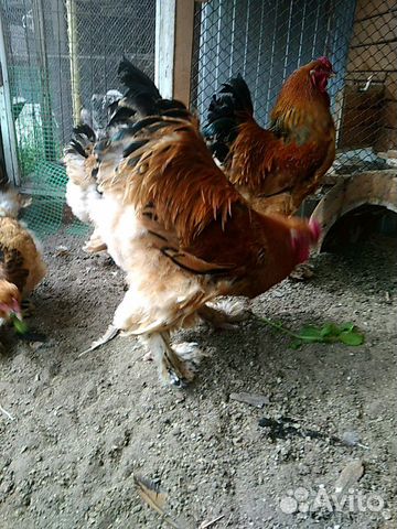 Семья Брама палевая 4+1