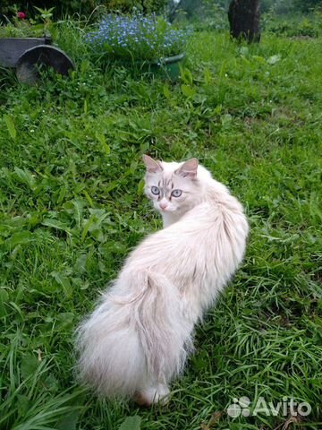 Отдам котёнка