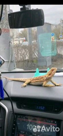 Бородатая агама