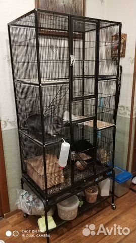 Продам семью шиншилл с клеткой (2 на выбор)