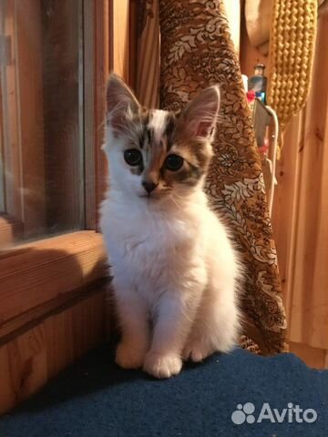 Котенок