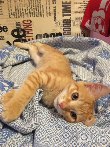 Золотой котёнок в добрые руки