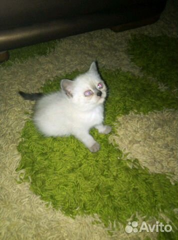 Котенок