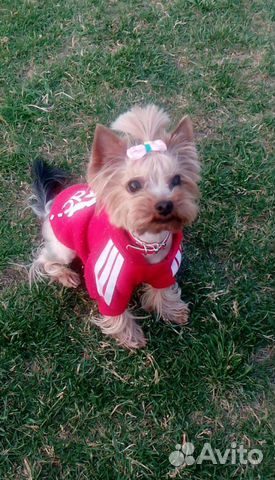 Молодая девочка Йорка