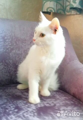 Шикарный красавец Лорд в добрые руки