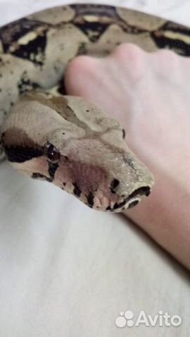 Boa constrictor (Обыкновенный удав)