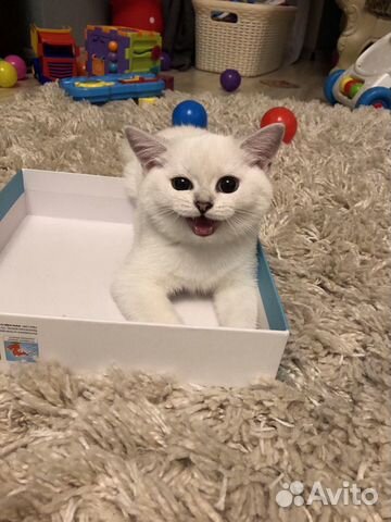 Кошечка Скоттиш страйт