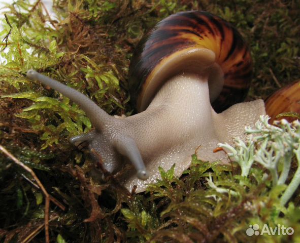 Улитка Архахатина маргината овум