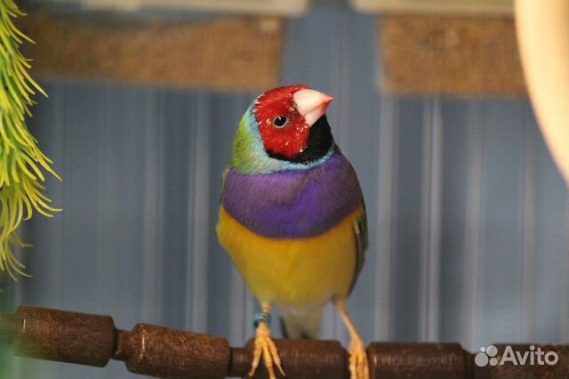 Амадина гульда и острохвостая самка