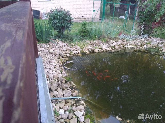 Красный декоративный карась для пруда