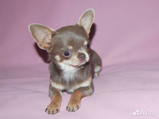 Лиловая супер-мини девочка 8 мес