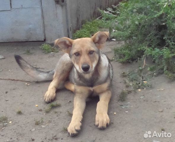 Щенок в добрые руки. 4 месяца