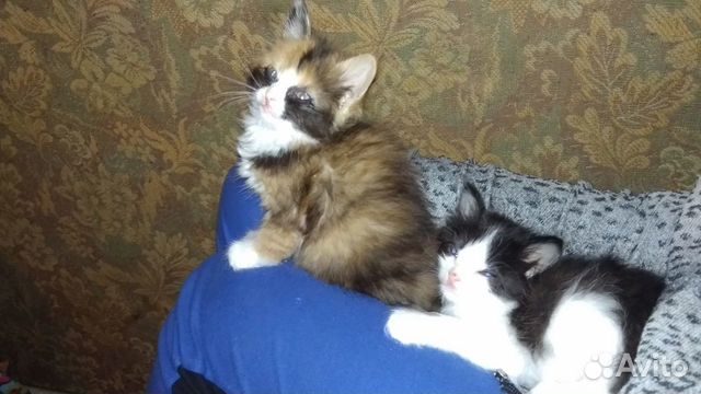 Котята в хорошие руки