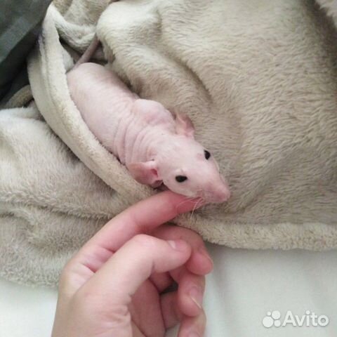 Крыса породы сфинкс(лысая) +большая клетка