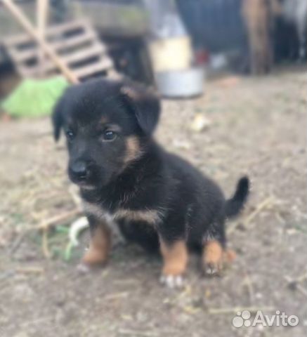 Продам щенков овчарки