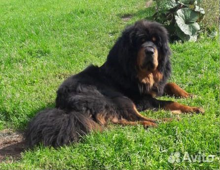 Отдам безвозмездно Тибетского Мастифа мальчик