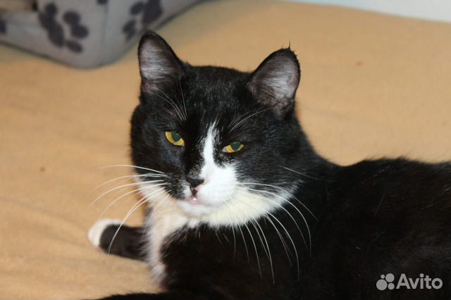 Парнишка Хэппи