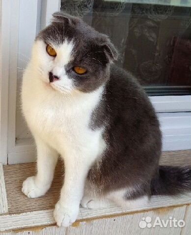 Замечательный котик в дар