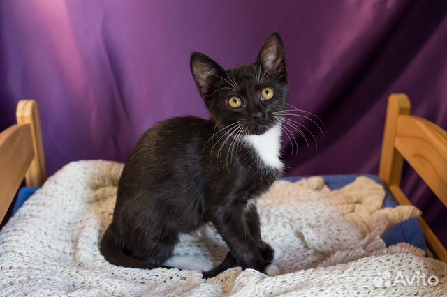 Котёнок Мелисса в поисках дома