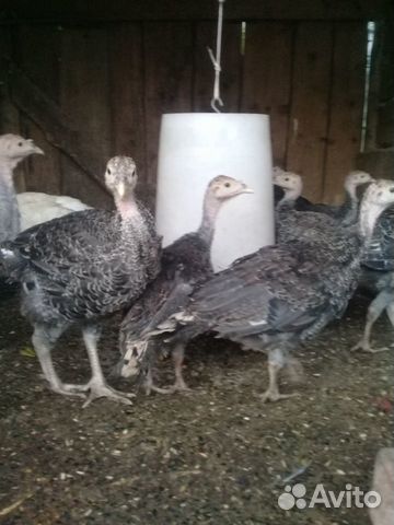 Подрощенные индюшата