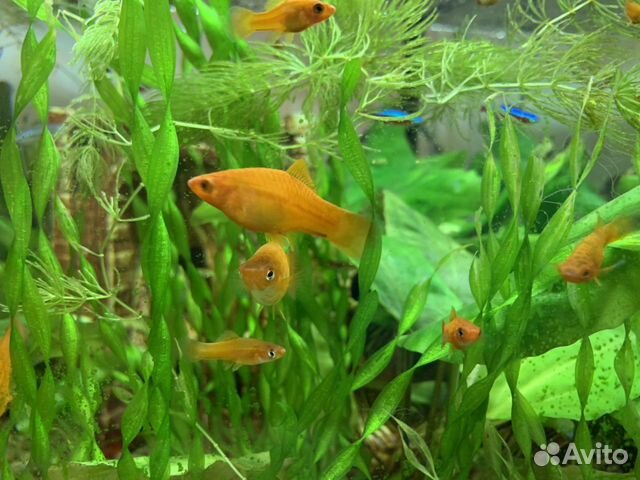 Рыбки аквариумные