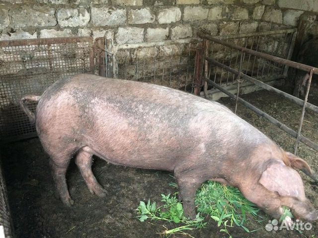 Продам свиней супоросных