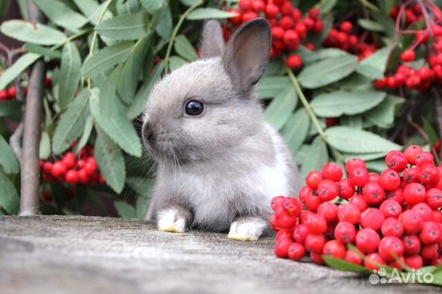 Карликовые крольчата(мальчишки