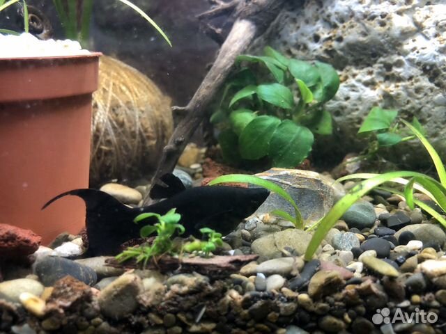 Моллинезия чёрная лирохвостая