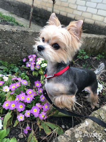 Отдам Йорка