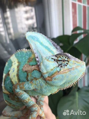 Хамелеон йеменский