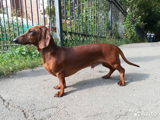 Кобель для вязки