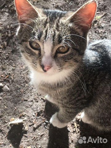 Кот из Питера
